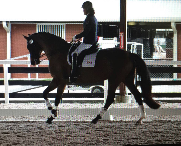 From the inside - Lauren Barwick 4 Star Parelli Professional